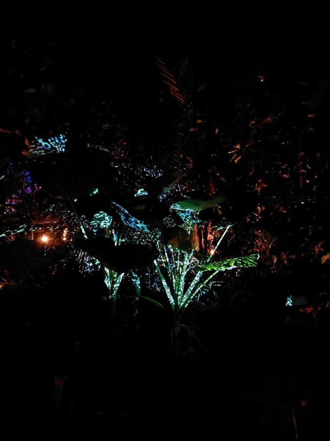 Doen in de kerstvakantie: in het donker naar de Hortus (Hortus by Night ...