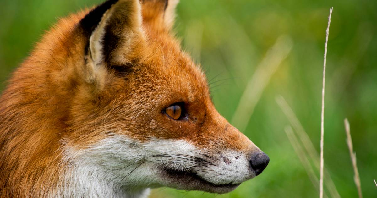 Dode vos met vogelgriep op landgoed Den Treek: ‘Houd hond aan de lijn ...