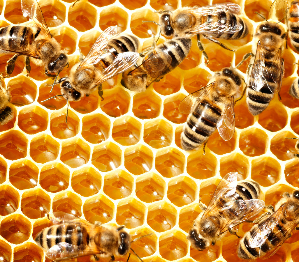 Alles wat je moet weten over je potje honing (hoe je hem weer vloeibaar ...