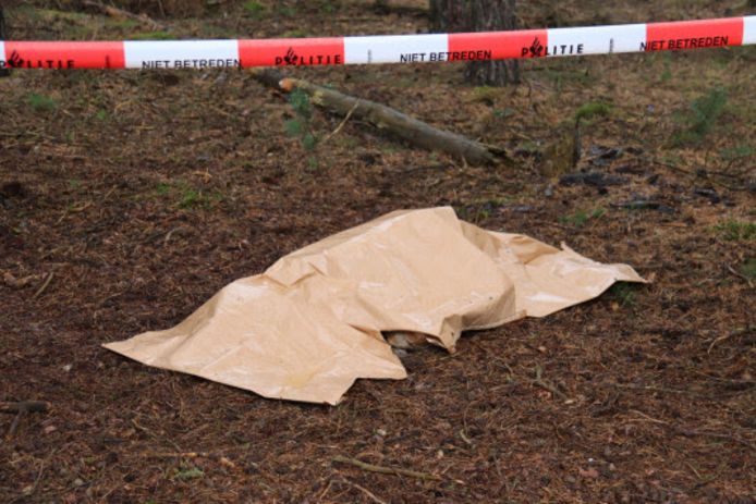 Gehandicapte wolf op de Veluwe komt bruut aan haar einde: ‘Het lichaam ...
