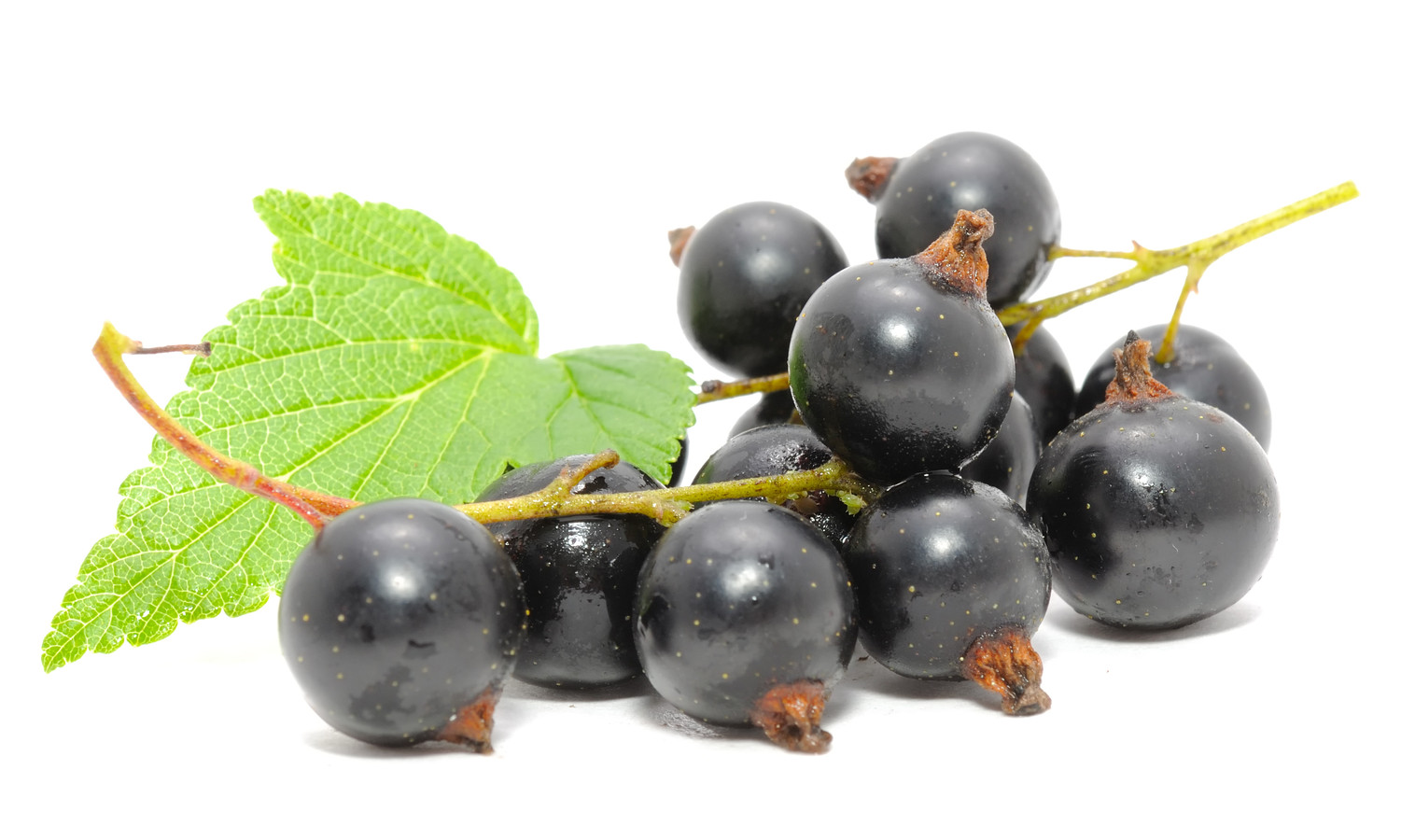 Run op fruitbomen in Gilze: ‘Actie van ABG-gemeenten voor herhaling ...