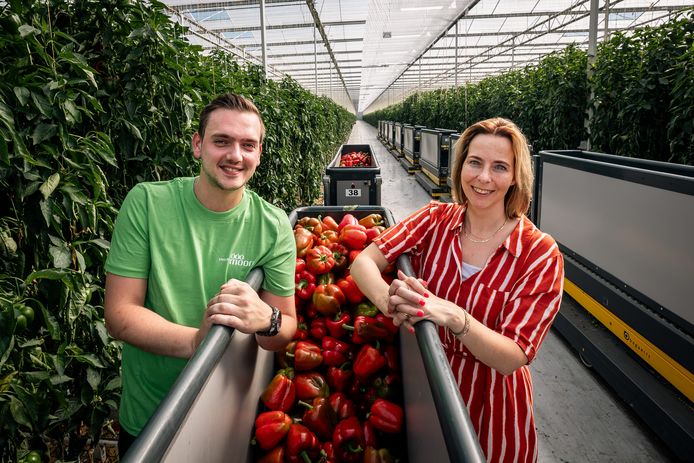 Vlog bij kwekerij promoot werken in de kas bij scholieren: ‘Soms moet ...
