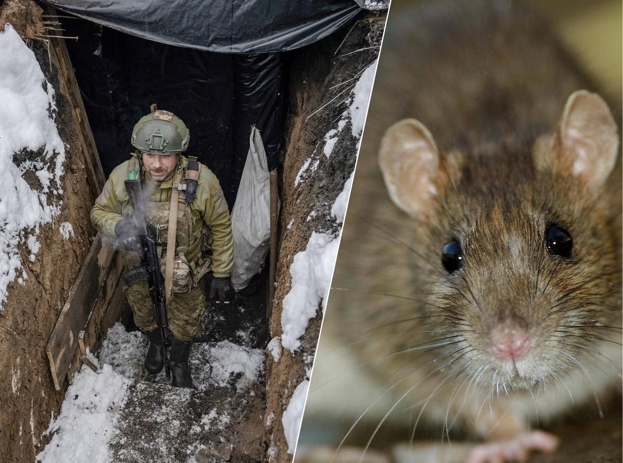‘Ratten zo groot als een AK-47’ teisteren de loopgraven in Oekraïne ...