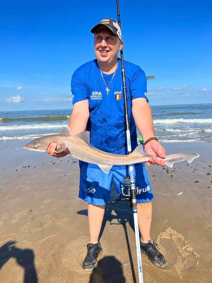 Strandhengelaars vangen plots haai van 82 centimeter en dat is ...