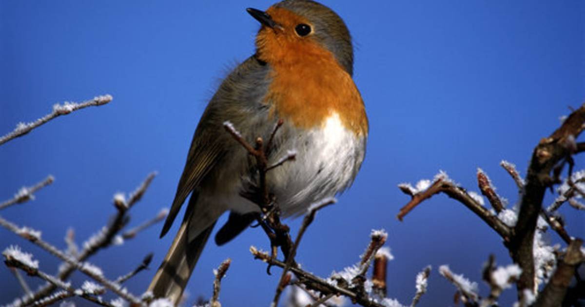 370.000 oiseaux recensés dans 6.000 jardins belges | Ecologie | 7sur7.be