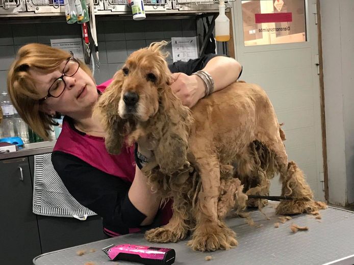 Dierenasiel krijgt zwaar verwaarloosde Cocker binnen, na een trimbeurt ...