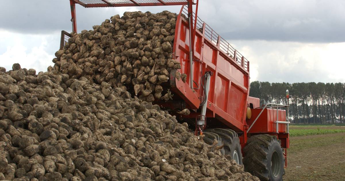Bieten voor jaarlijkse wedstrijd af te halen aan ’t Hofland | Ardooie ...