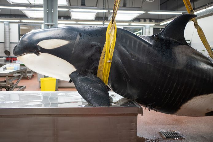 Maag, gehoorbeentjes, huid: de orka van Cadzand is nu niet meer dan een heleboel weefselmonsters ...