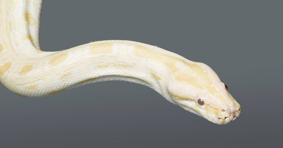 Un python de 3,6 mètres de long capturé en pleine rue... en Angleterre ...