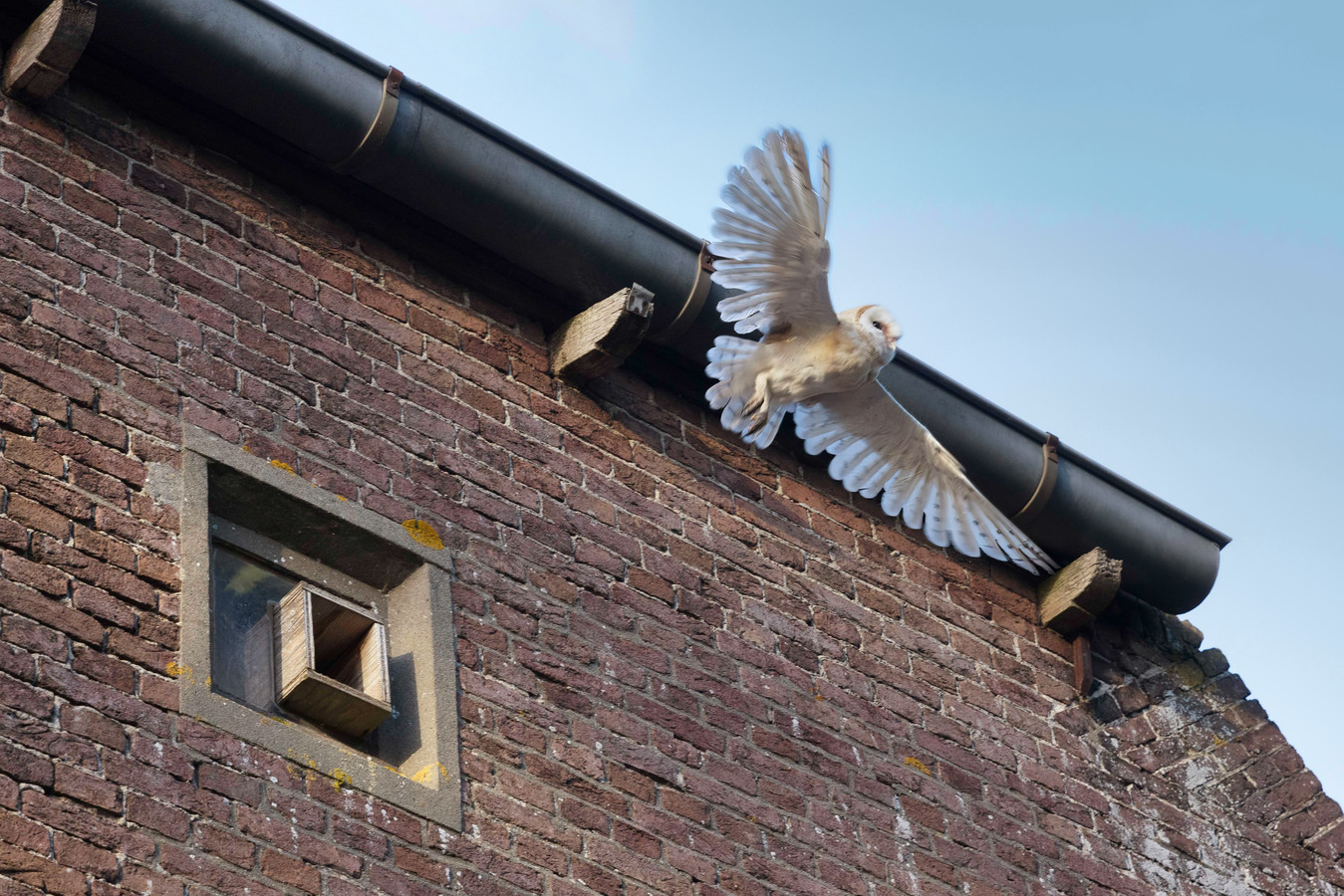 Uilen vinden in Moerdijk een warm nest: ‘Fascinerend, ze horen en zien ...