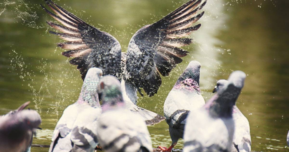 Amsterdamse stadsduiven verwerkt in wildpaté | Bizar | hln.be