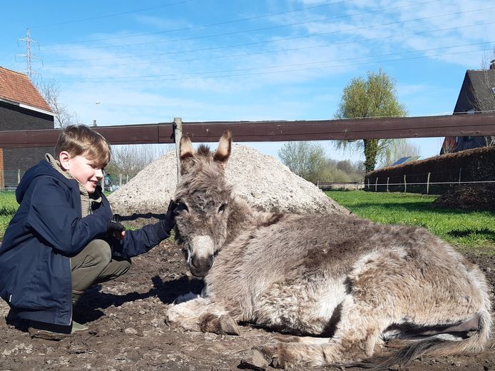 Paasvakantie tussen de ezels: Kadee-Tournesol zorgt voor unieke ...