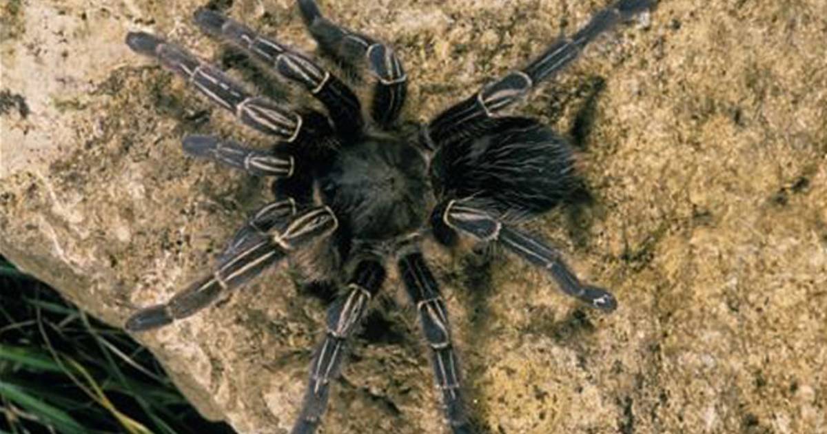 Une mygale à quelques kilomètres de la Belgique | Ecologie | 7sur7.be