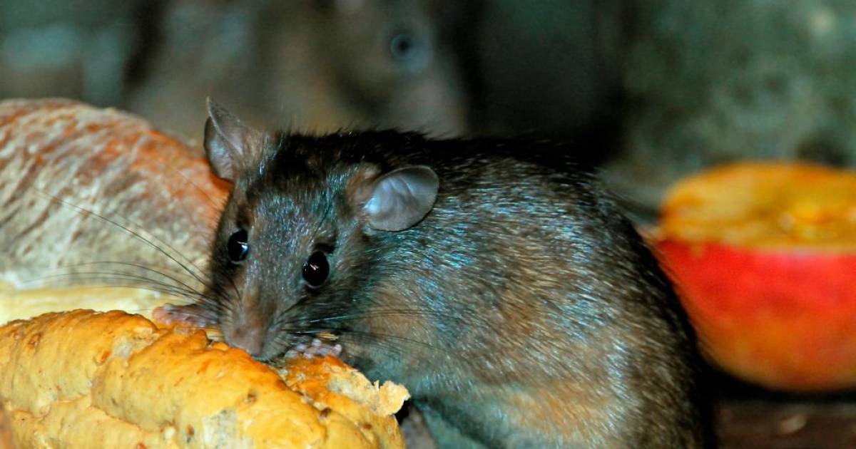 Muizen in huis moeilijk te voorkomen: ‘Ze wurmen zich door het kleinste ...