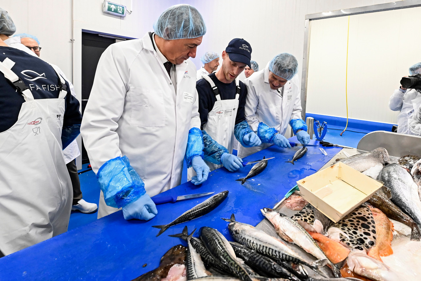 Drie ministers fileren een vis bij uitbreiding Alfa Fish in Sint ...