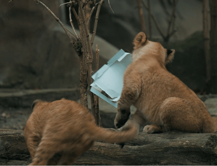 Dieren Antwerpse Zoo genieten van pizza’s | Antwerpen | hln.be