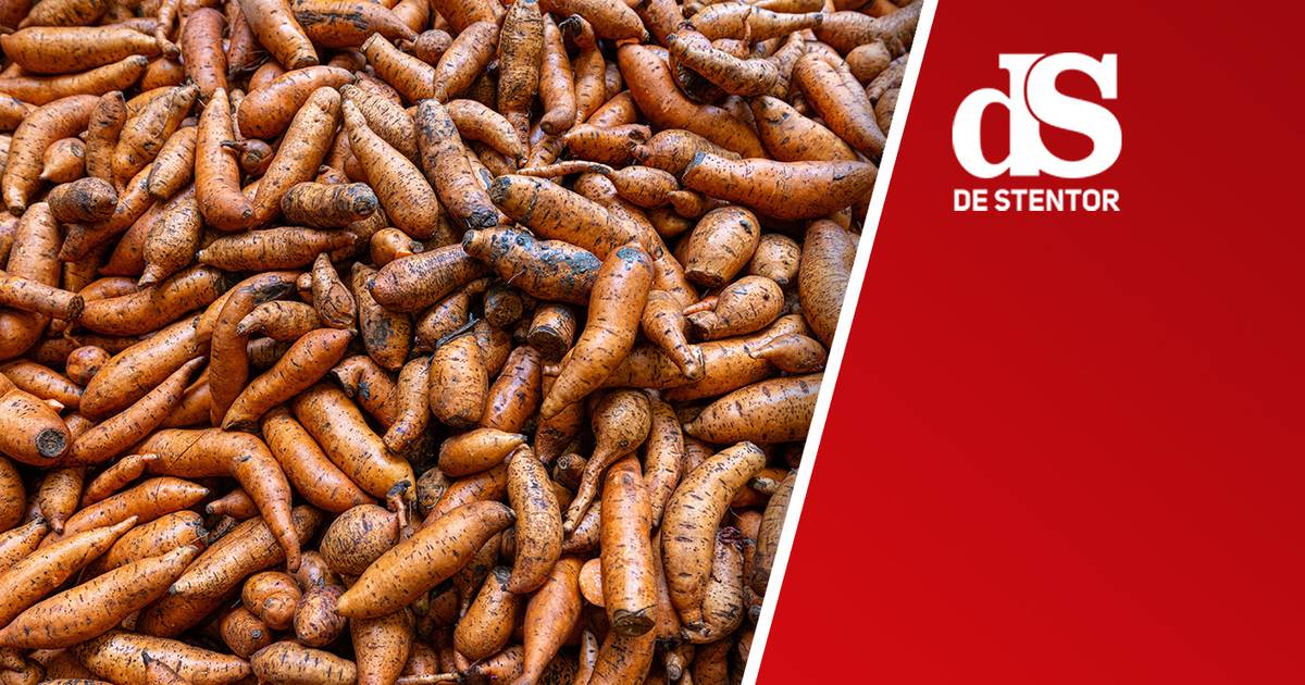 Kopers gezocht voor ‘misvormde’ aardappelen • Tieners uit Witharen ...