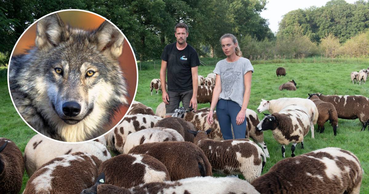 Wolf zet slachtpartij onder schapen rap voort in de provincie Utrecht ...