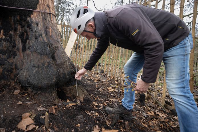 ‘De boom is dood, leve de boom!’, wereldboom in ’t Wasven krijgt een ...