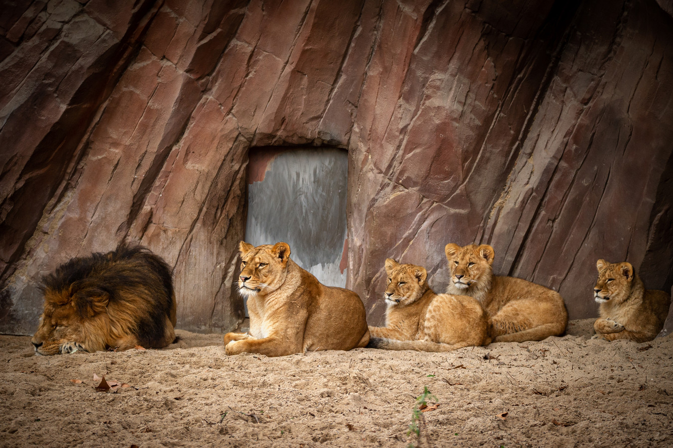 Nieuwe drieling leeuwenwelpen geboren in ZOO Antwerpen: “Publiek mag ... Nieuwe drieling leeuwenwelpen geboren in ZOO Antwerpen: “Publiek mag ...