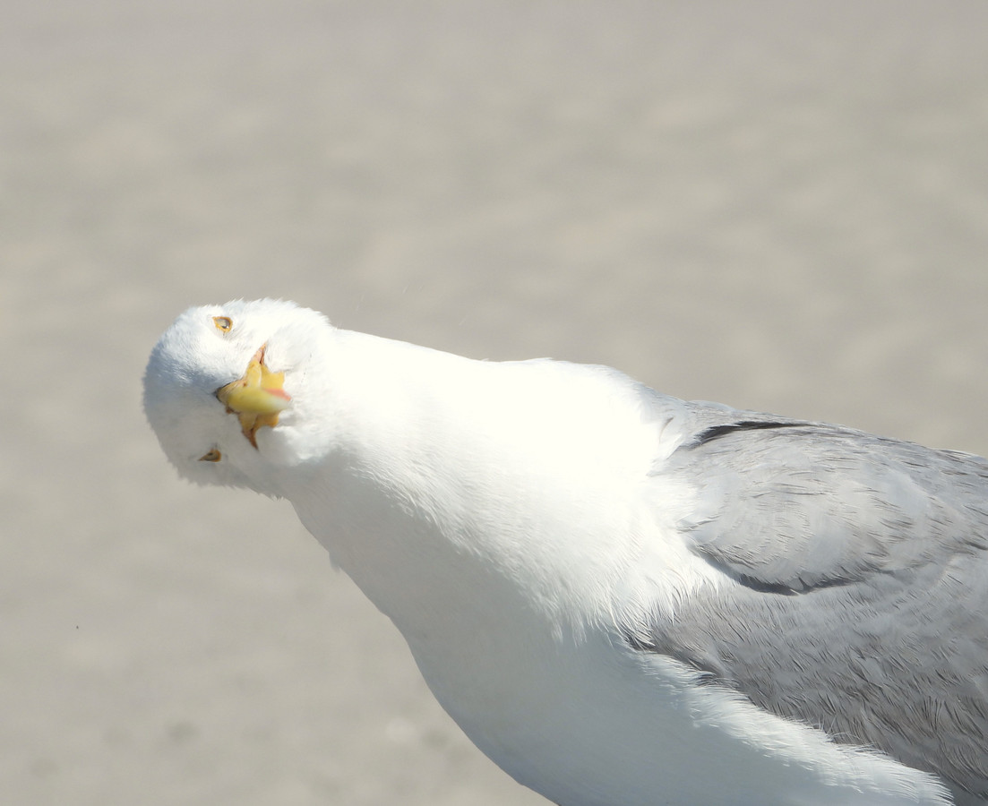 Van eerste keren op het strand tot verfrissende ijsjes: deze zomerfoto ...