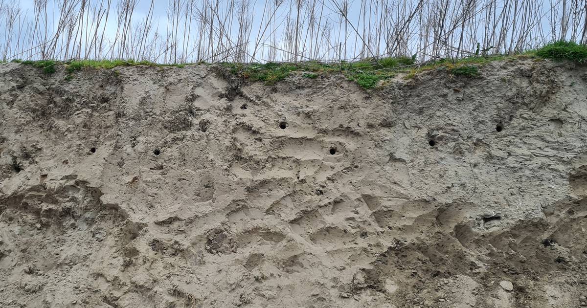 Zandgroeve Kerkom wordt natuurgebied | Boutersem | hln.be