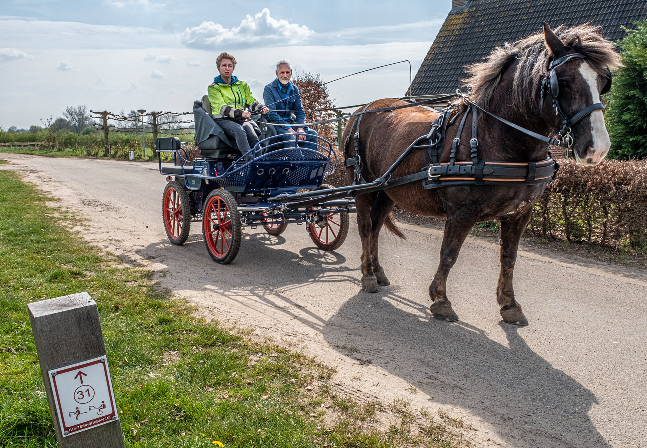 Een ruiterpad van 120 kilometer, dwars door De Maasheggen | Foto | AD.nl