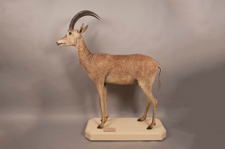 Die uitgestorven blauwbokken in musea zijn vaak geen blauwbokken