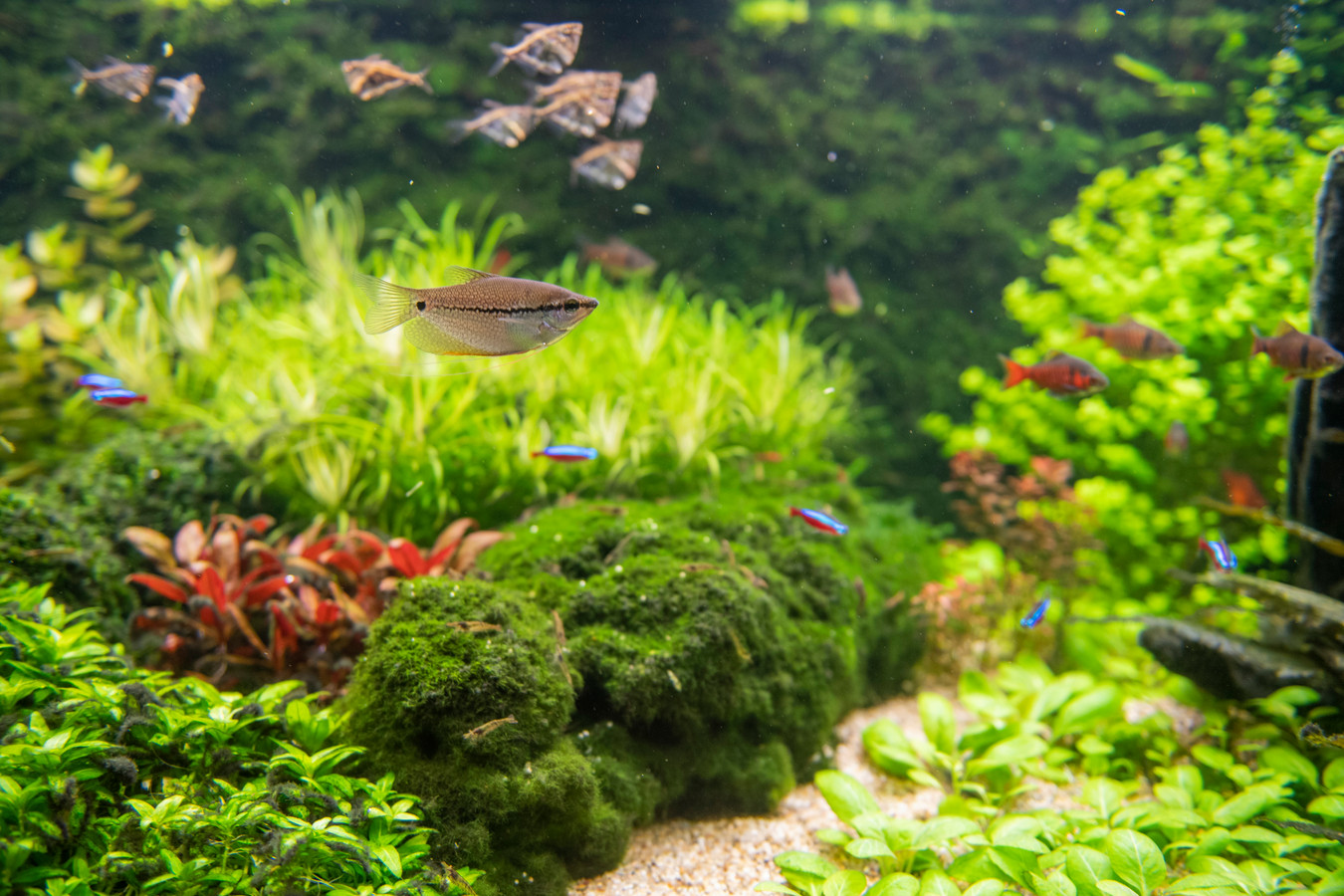 Het mooiste aquarium van Nederland staat bij Edwin in Rijssen: ‘Kan er ...