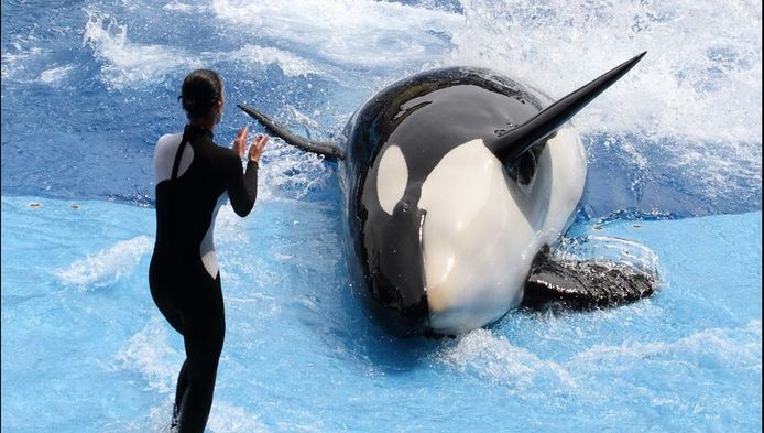 Tilly, l'orque tueuse de retour au parc aquatique SeaWorld | Ecologie ...