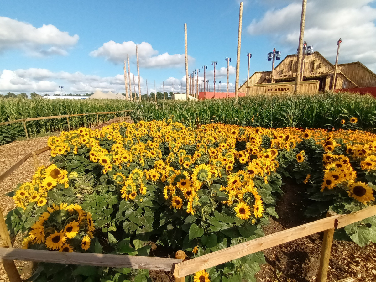 IN BEELD. Campo Solar in Damme start onder stralende zon | Foto | hln.be