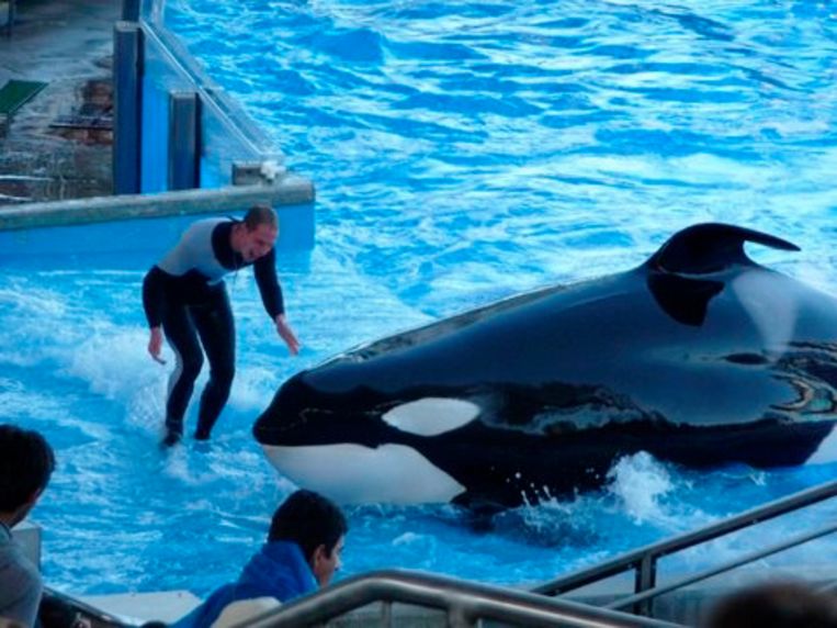 Orka springt uit waterbassin en doodt trainer in SeaWorld | De Morgen