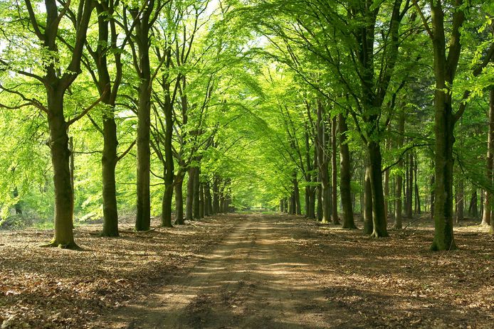 Hoge Veluwe gaat eeuwenoude eiken en beuken vervangen, en dat is een ...