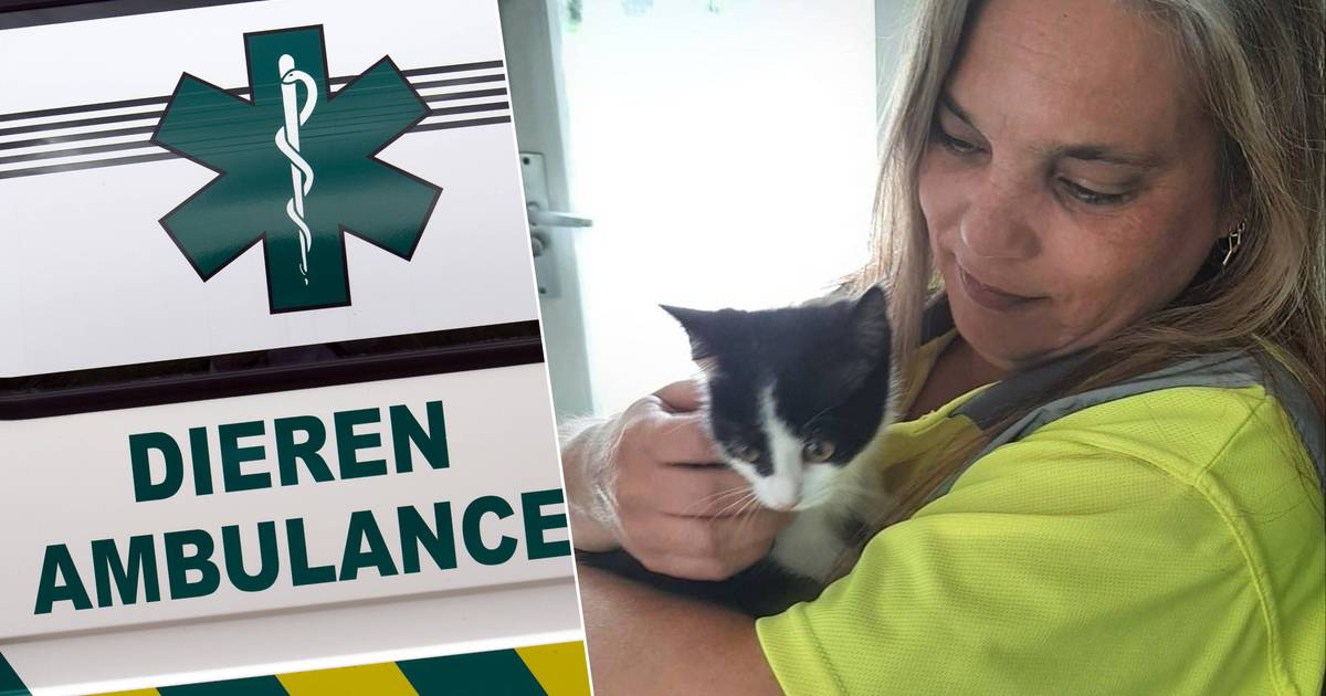 Kat van Brigitte (46) werd neergeschoten met een luchtbuks: ‘Toen wist ...