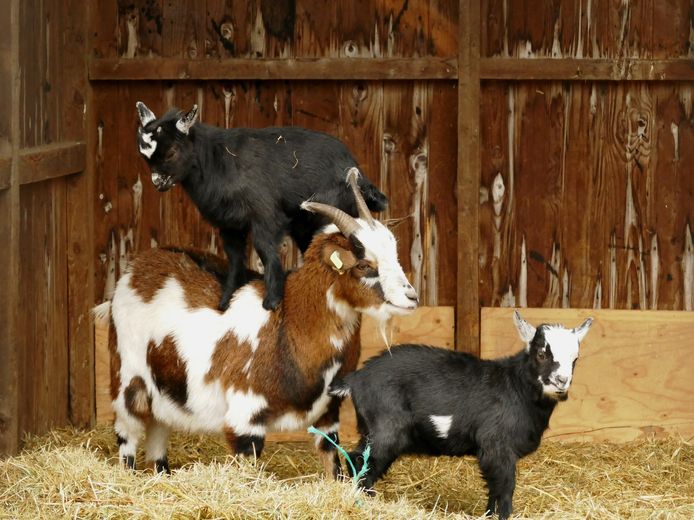 Geitjes hebben geluk, maar voer ze niet met rododendron: ‘Kleine dosis ...