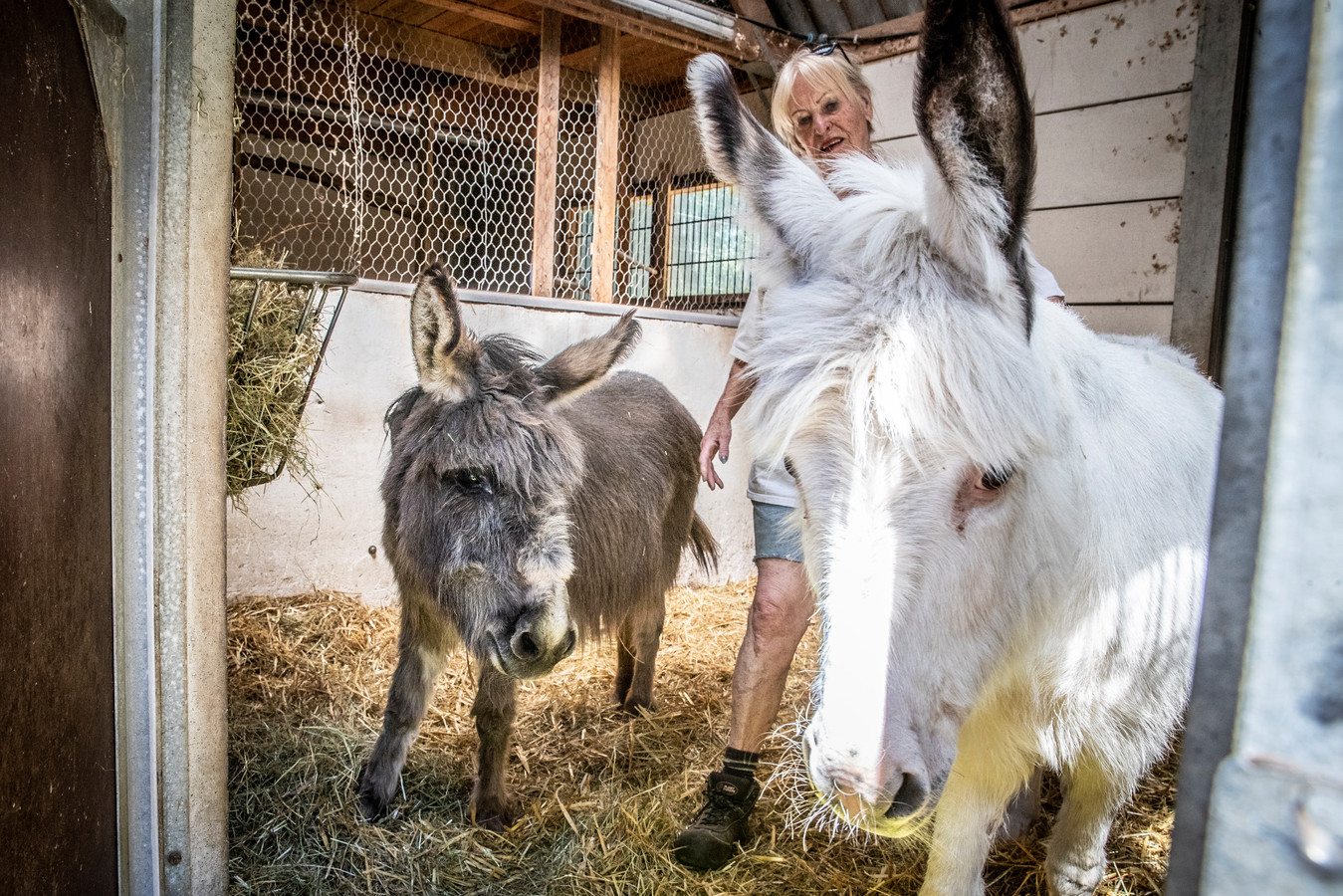 Ezel Basje heeft de uitzonderlijke leeftijd van 46 jaar: ‘In ...