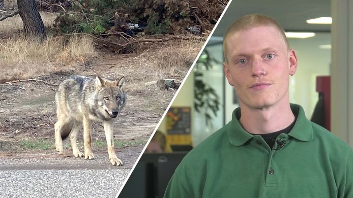 15 Jarige Sem Oog In Oog Met Een Wolf • Bijzondere Ontdekking In New