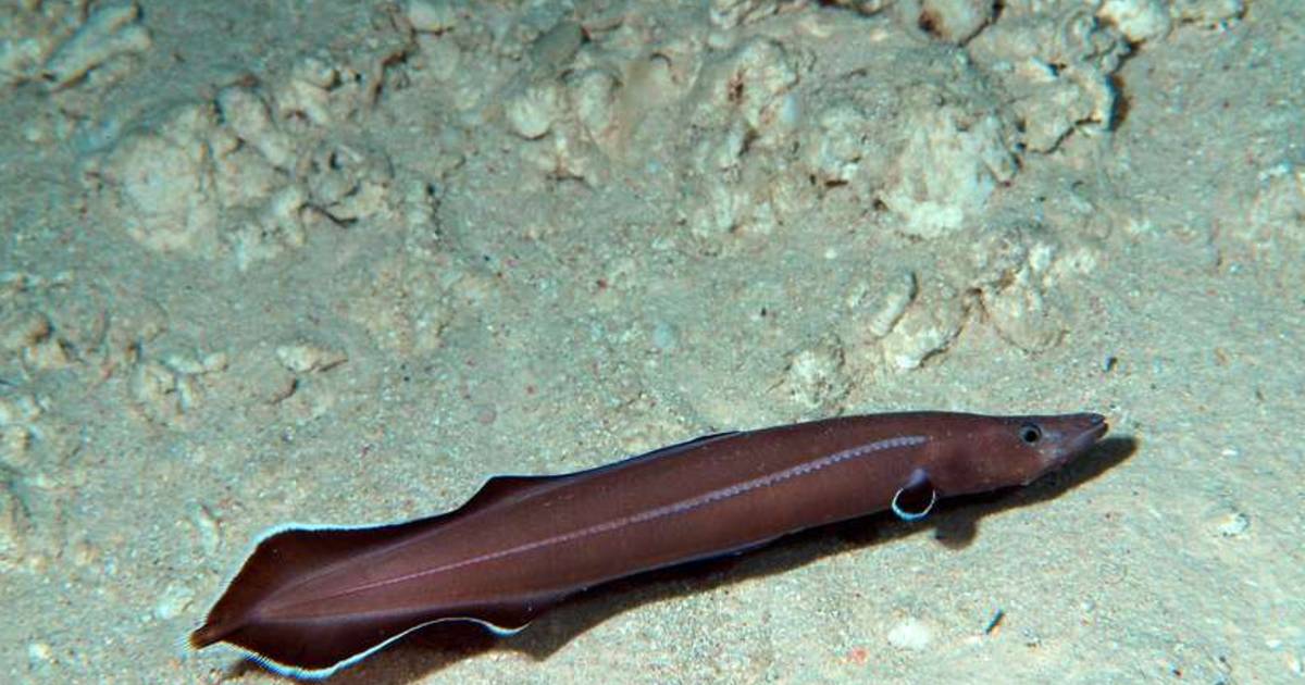 'Prehistorische' palingen ontdekt bij Palau | Nieuws | AD.nl