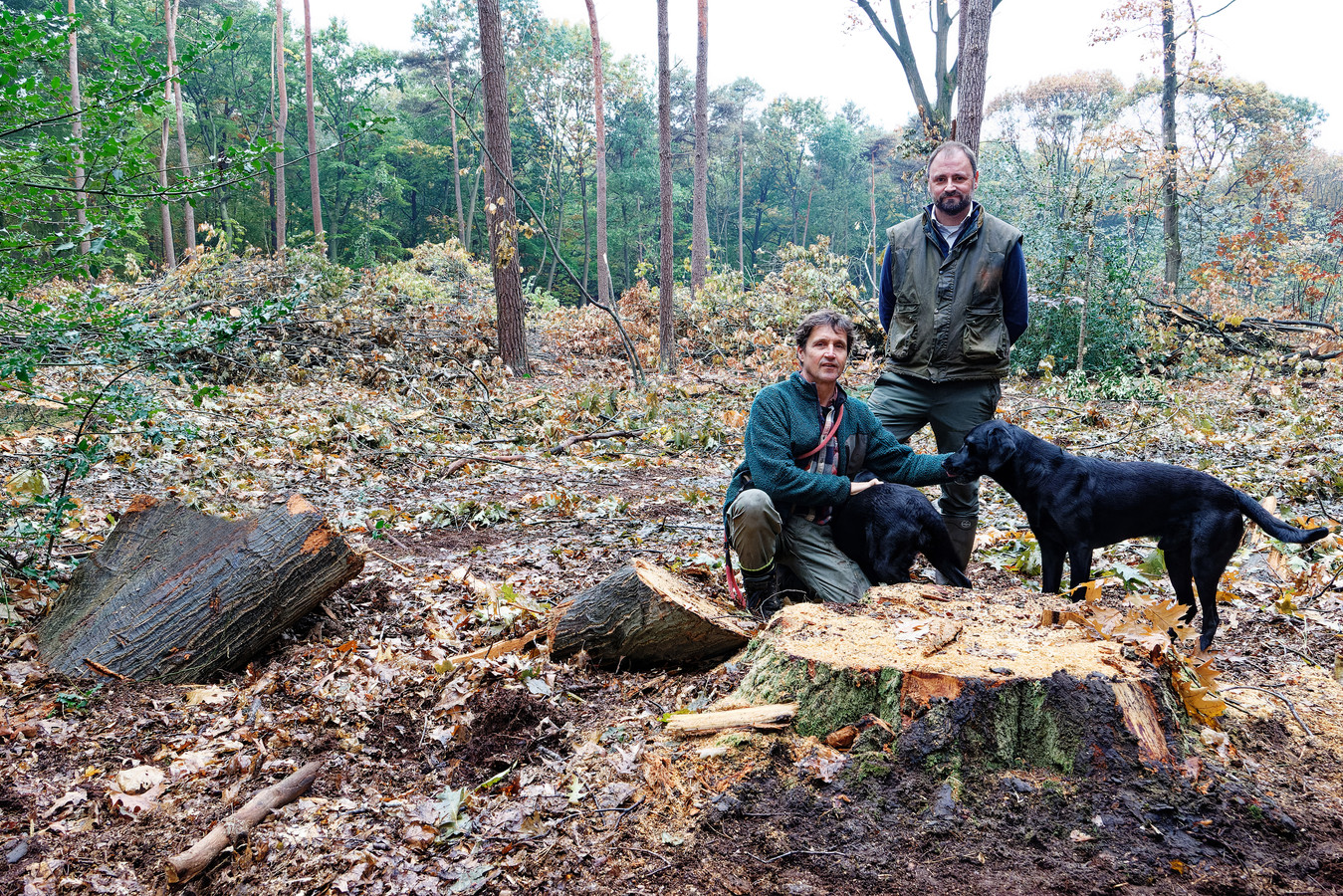 Schrikken voor wandelliefhebbers: een kettingzaag ronkt, en weer gaat een boom tegen de vlakte ...