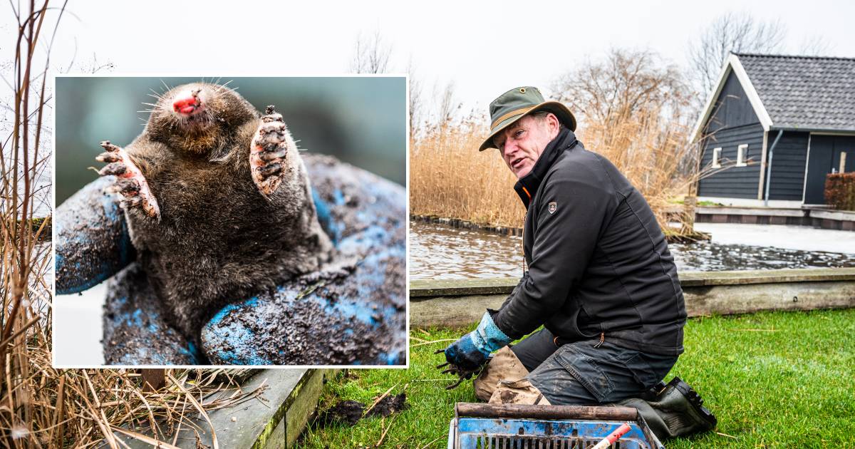 Mol-alarm! Waarom je nu al je nek breekt over de vele molshopen | Wonen ...