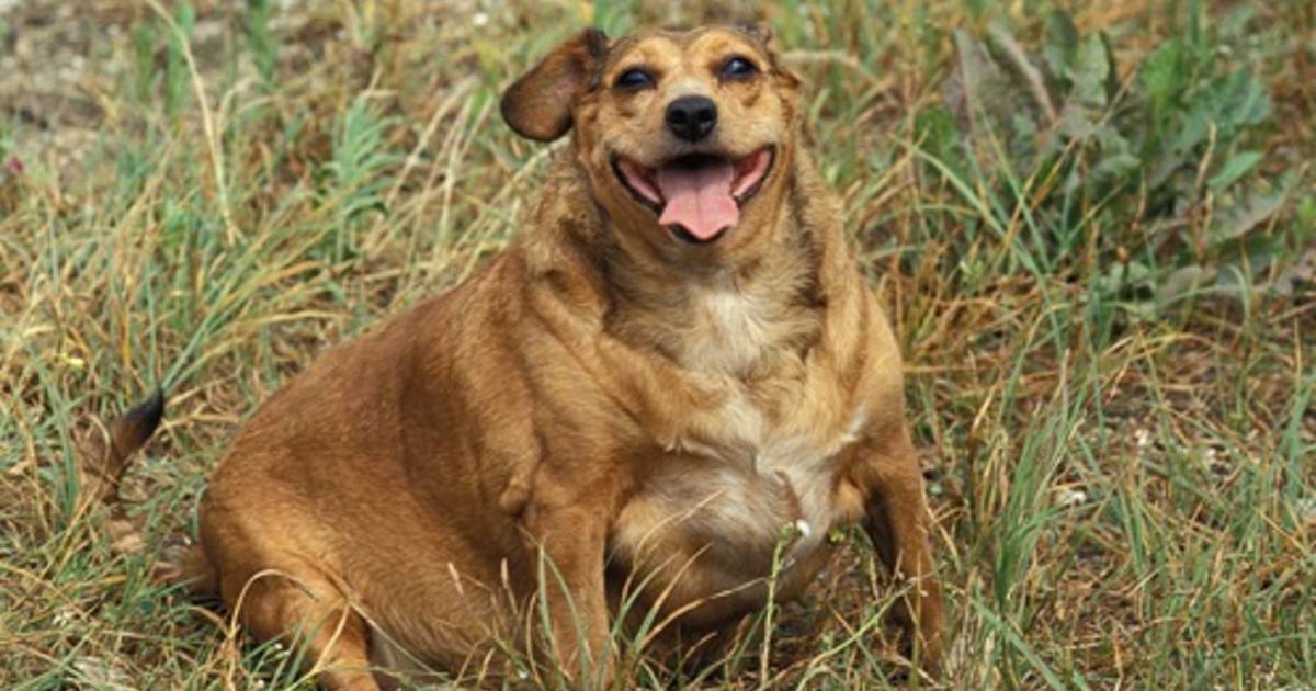 Maître obèse = chien obèse! | Ecologie | 7sur7.be