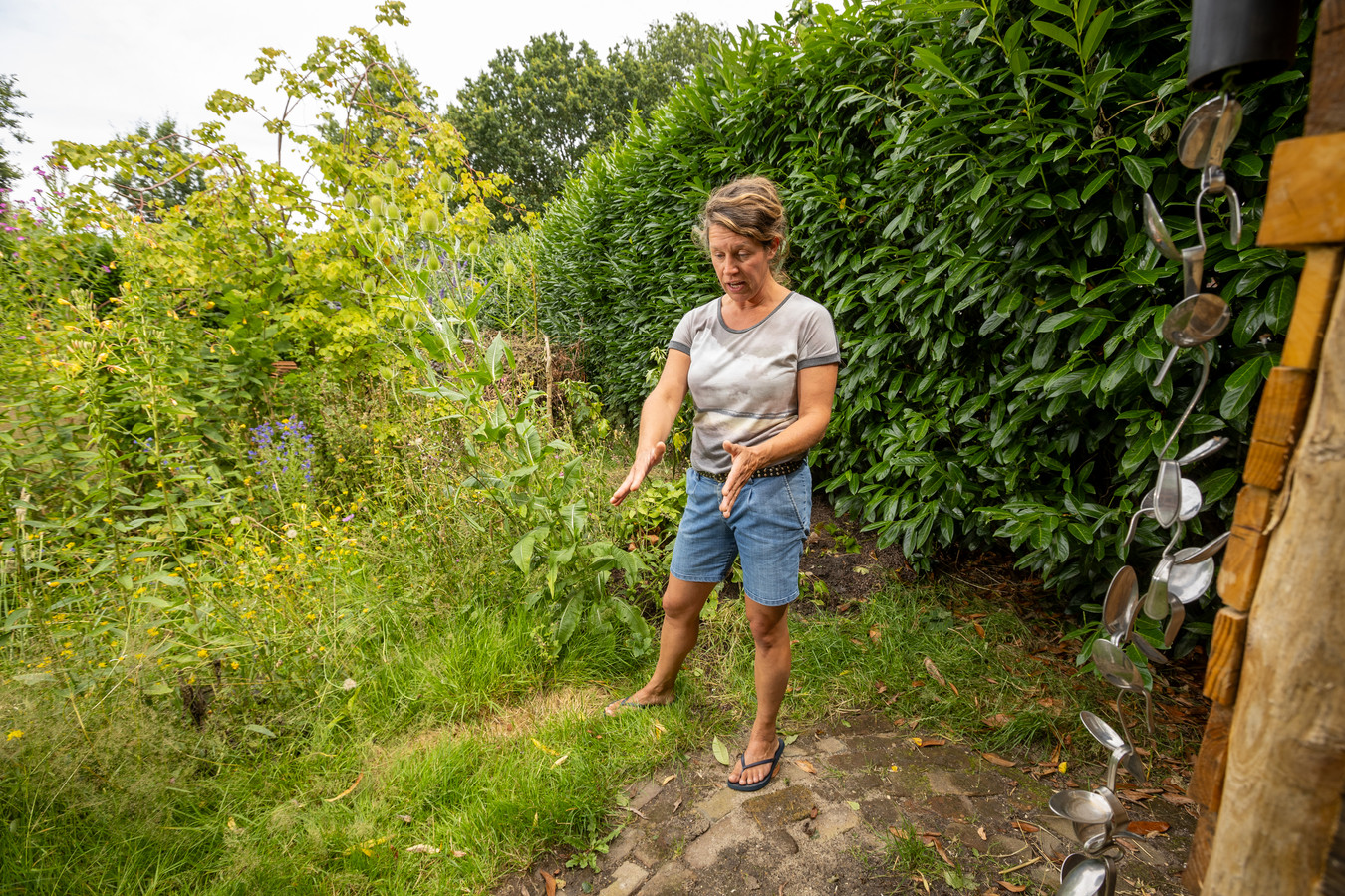 Zwolle zet coaches in voor een groenere stad: ‘Elke tuin telt’ | Foto ...