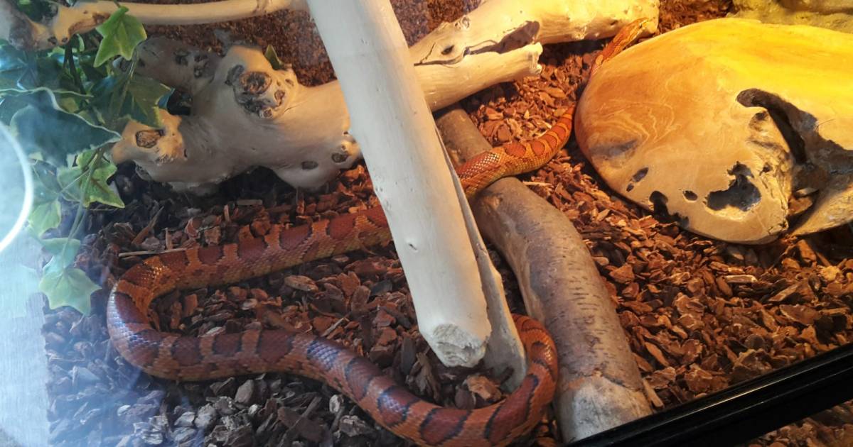 Rattenslang Felix ontsnapt uit zijn terrarium in Dordrecht: ‘Hij is ...