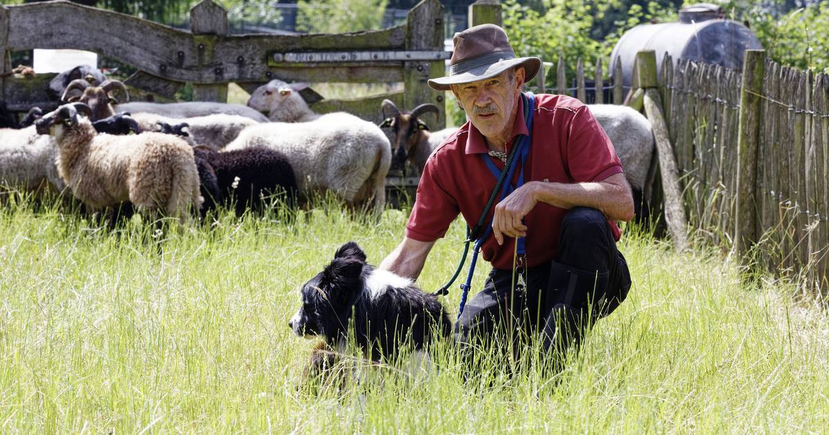 Schaapsherder Kees Cornelissen: ‘Liever wat weides dicht bij de ...