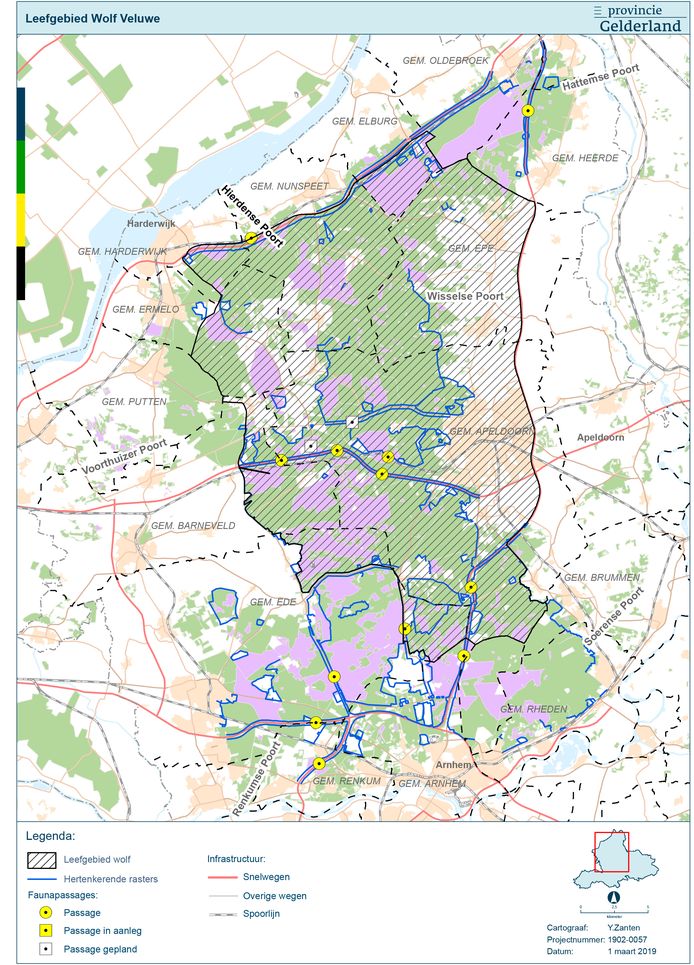 Deze exclusieve beelden bewijzen het: wolven op de Noord-Veluwe breiden ...