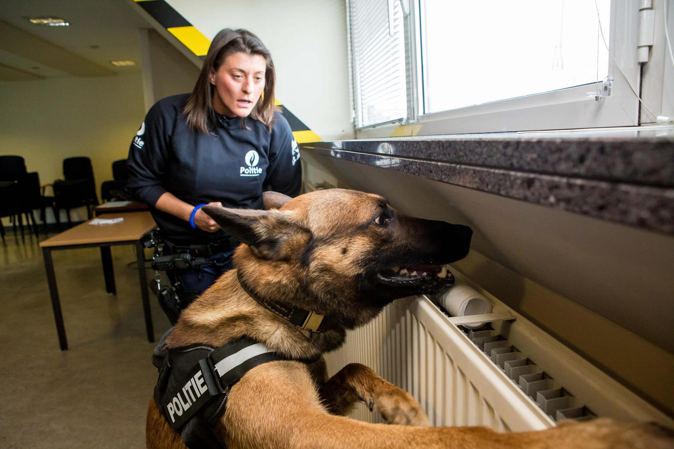 Politiehonden in Damme/Knokke-Heist krijgen eigen aangepaste ...