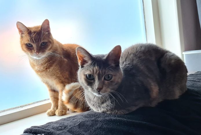 Vraag & Aanbod: lezer Marie-José zoekt nieuw baasje voor haar twee katten en popkoor kan mannen ...