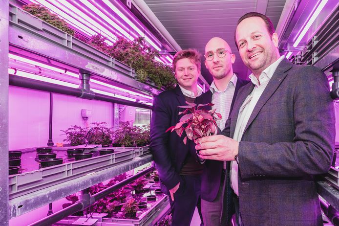 Tarwe kweken op Mars? Waregems bedrijf onderzoekt mee of het kan ...