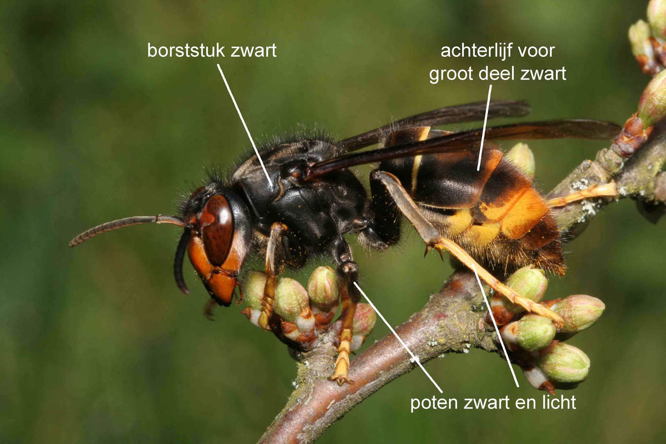 Waarschuwing: de Aziatische hoornaar eet onze honingbijen op | Foto | AD.nl
