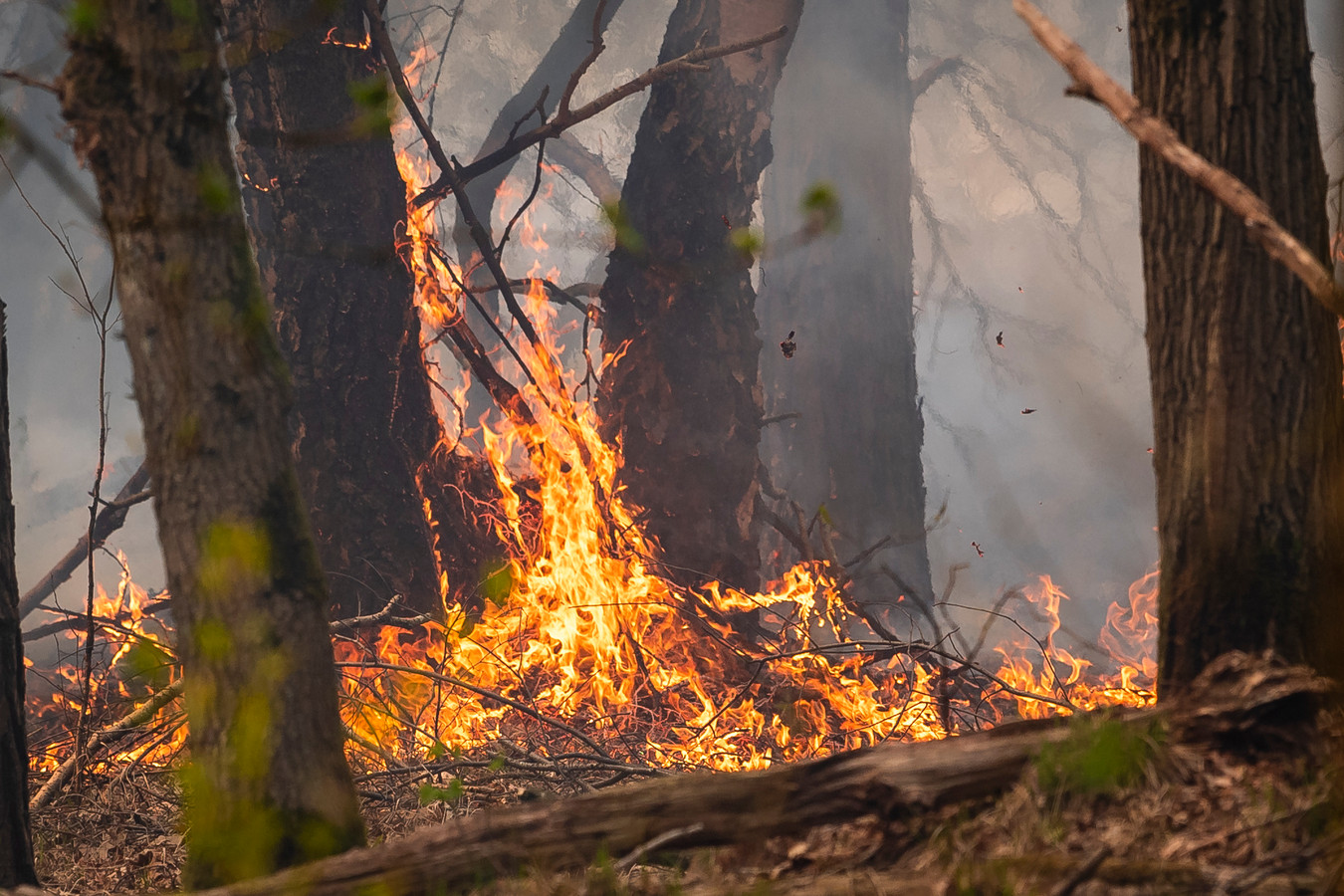 Pneumoloog over gevolgen bosbrand op je gezondheid: “Elke dag ...